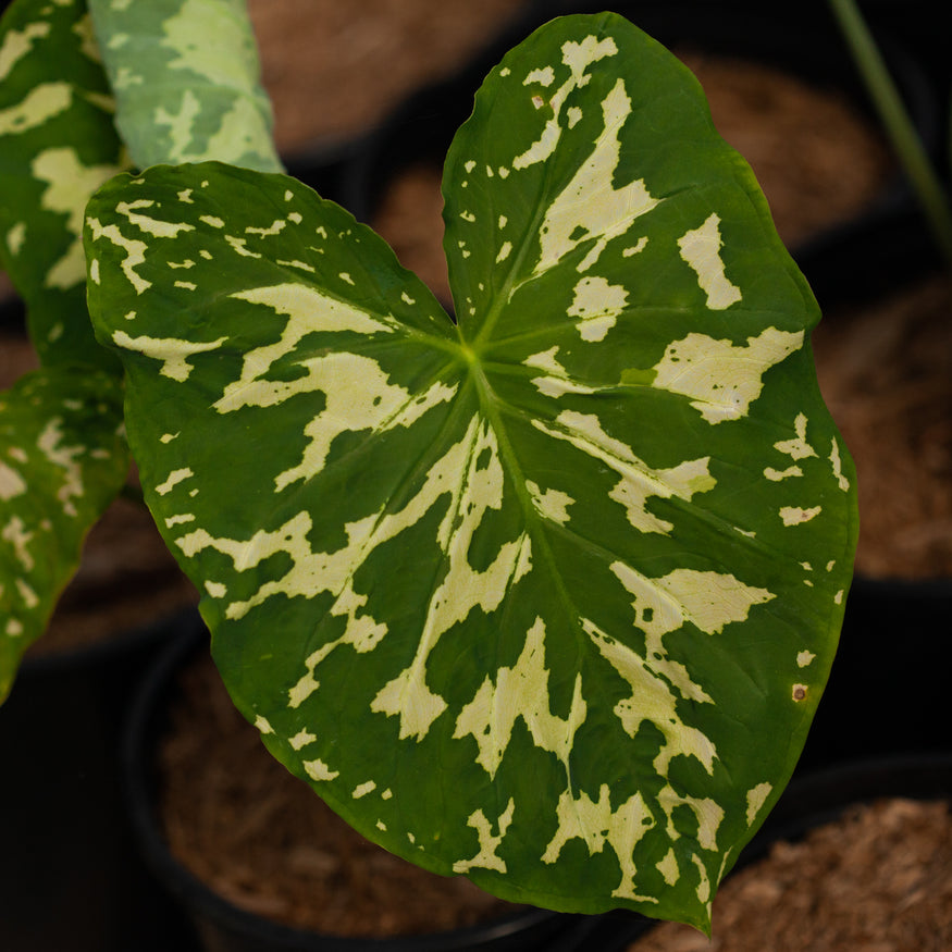 Green Thumb Nurseries