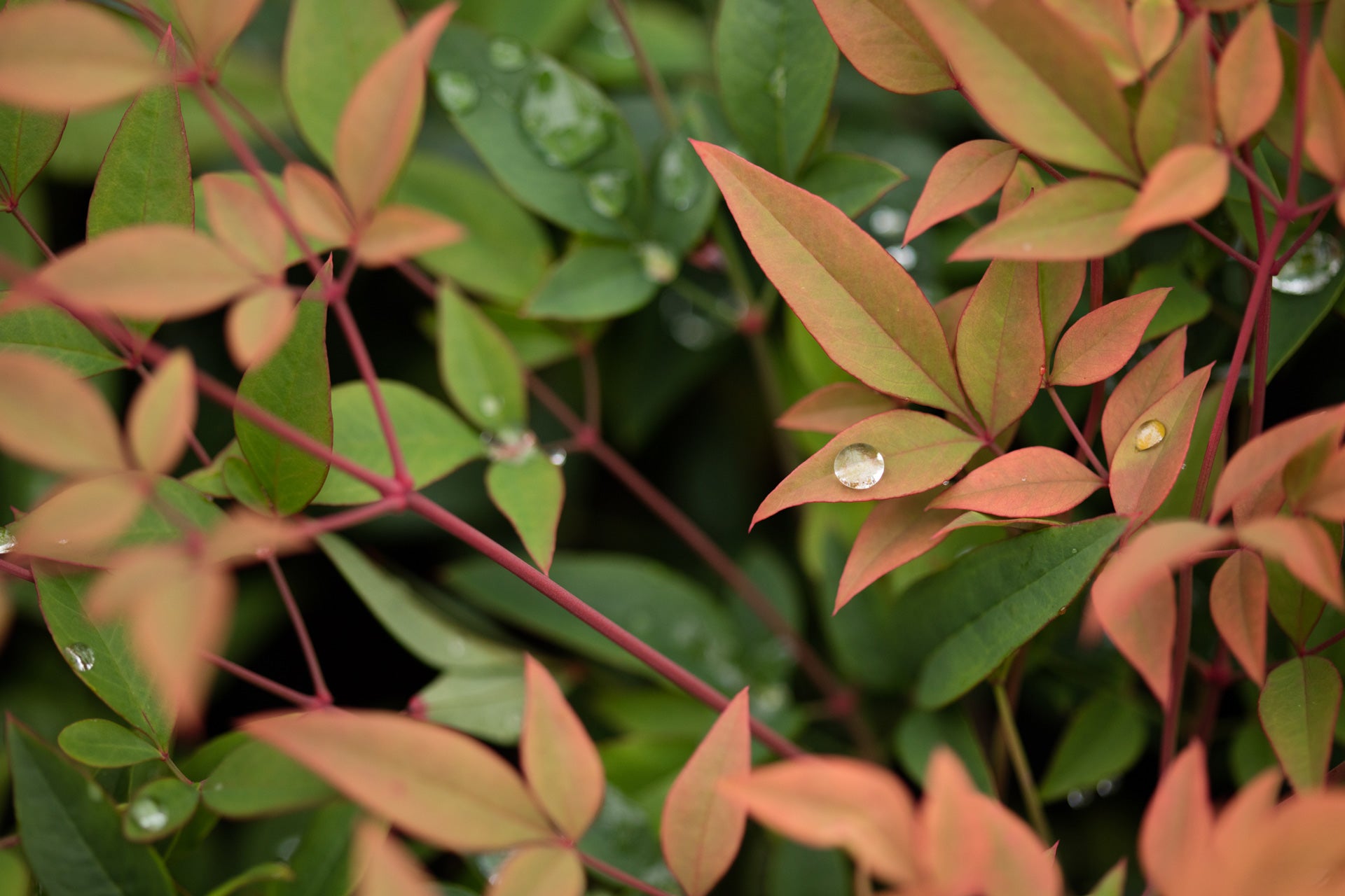 Green Thumb Nurseries