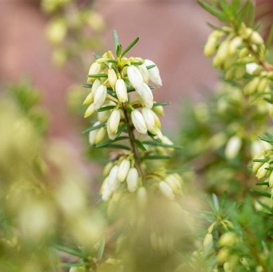 Erica 'Steffi' – Green Thumb Nurseries