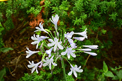 Agapanthus 'AMBIC001' / 'Twister' (Lily of the Nile) – Green Thumb ...