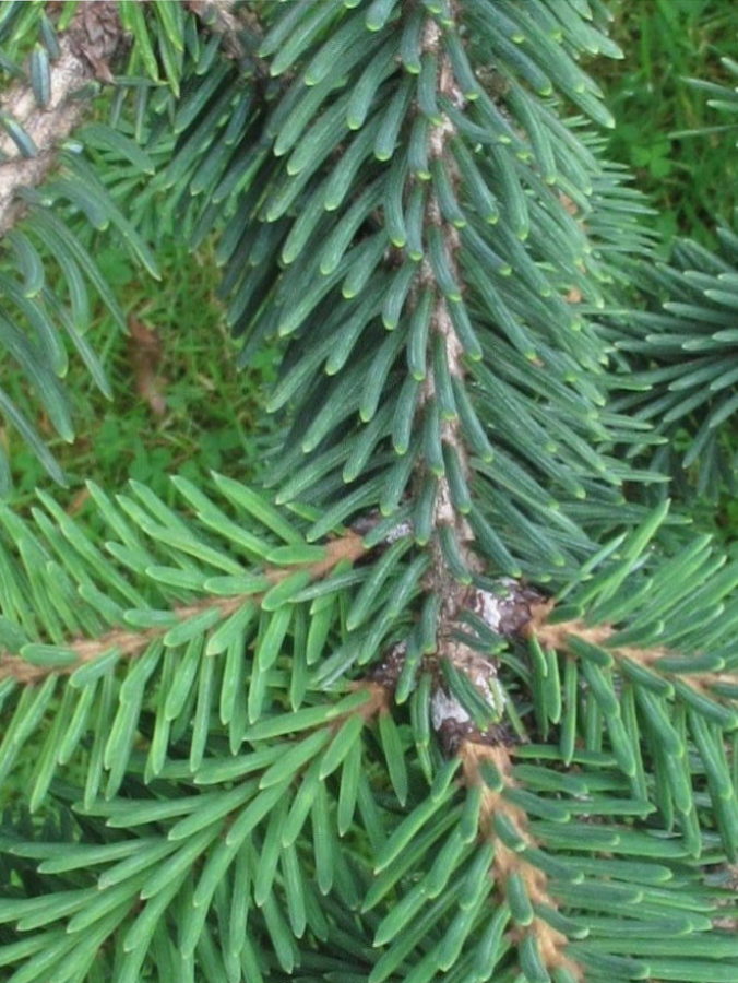 Picea likiangensis 'Purpurea' (Purple Spruce) – Green Thumb Nurseries
