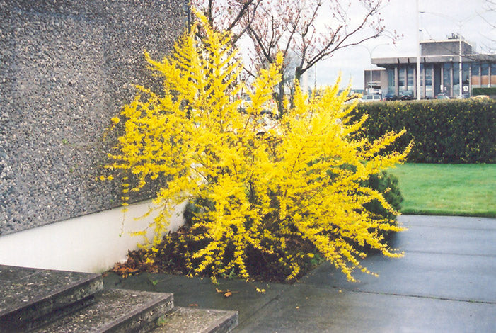 Forsythia x intermedia 'Spectabilis' (Showy Border Forsythia) – Green ...
