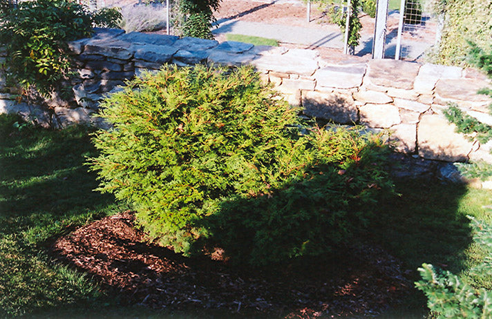 Chamaecyparis obtusa 'Pygmaea' – Green Thumb Nurseries