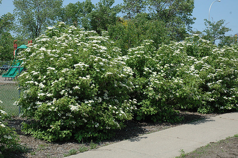 Viburnum trilobum (Highbush Cranberry) – Green Thumb Nurseries