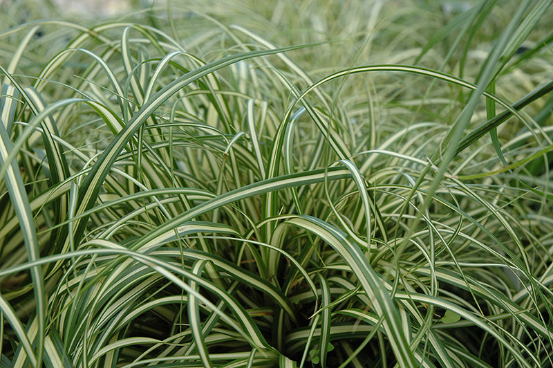 Carex oshimensis 'Evergold' (Variegated Japanese Sedge Grass) – Green ...