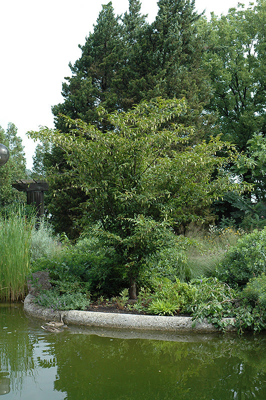 Carpinus japonica (Japanese Hornbeam) – Green Thumb Nurseries