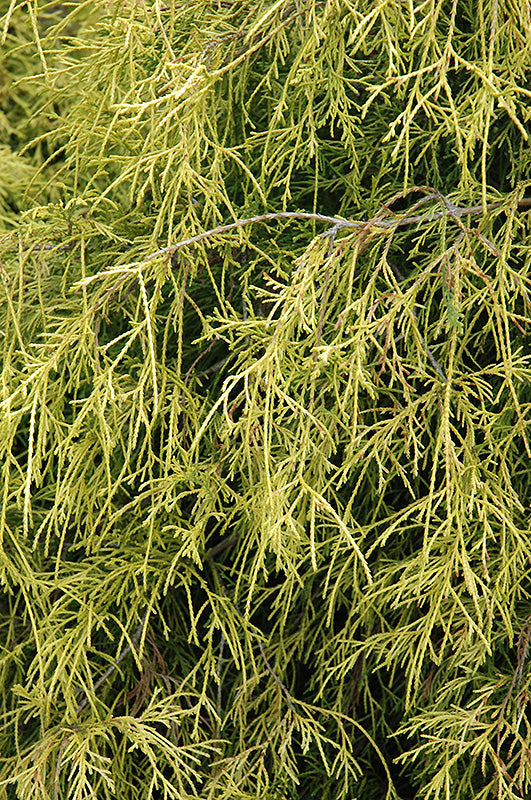 Chamaecyparis pisifera 'Sungold' – Green Thumb Nurseries