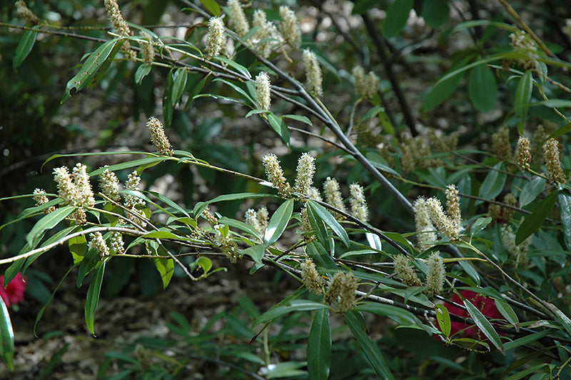 Prunus laurocerasus 'Zabeliana' (Zabel's Cherry Laurel) – Green Thumb ...