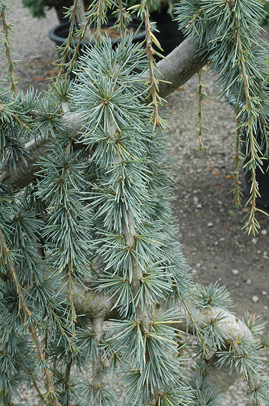 Cedrus atlantica 'Glauca Pendula' (Weeping Blue Atlas Cedar) – Green ...