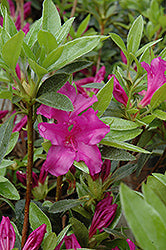 Azalea japonica 'Blue Danube' – Green Thumb Nurseries