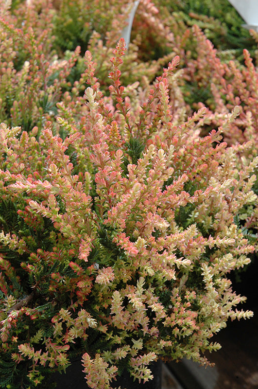 Calluna vulgaris 'Spring Torch' (Heather) – Green Thumb Nurseries
