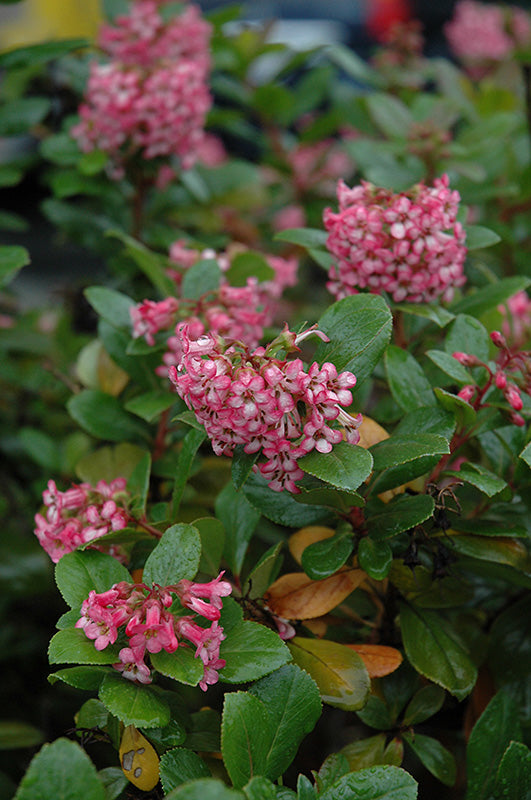 Escallonia 'Newport Dwarf' – Green Thumb Nurseries