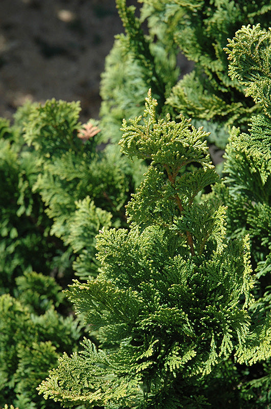 Chamaecyparis obtusa 'Well's Special' – Green Thumb Nurseries