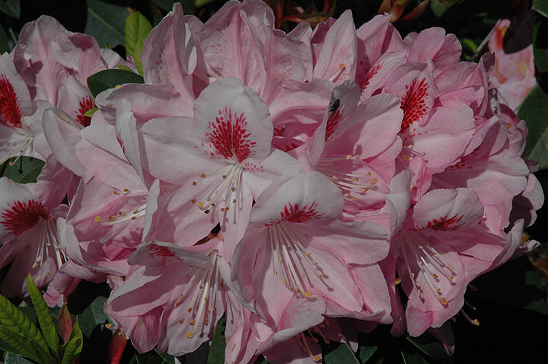 Rhododendron 'Mrs. Furnival' – Green Thumb Nurseries