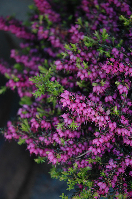 Erica x darleyensis 'Kramer's Red' (Kramer's Rote Heath) – Green Thumb ...