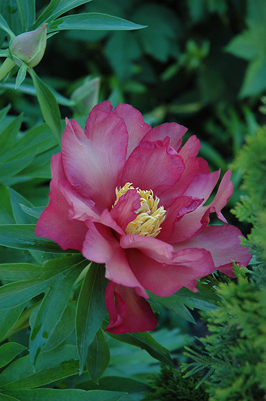 Paeonia itoh 'First Arrival' – Green Thumb Nurseries