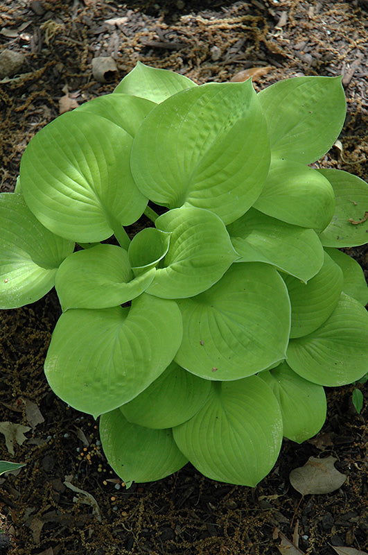 Hosta 'Maui Buttercups' – Green Thumb Nurseries