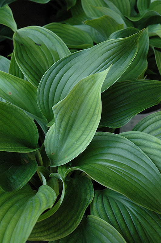 Hosta 'Komodo Dragon' – Green Thumb Nurseries