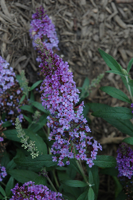 Buddleia davidii 'Buzz Sky Blue' (Butterfly Bush) – Green Thumb Nurseries