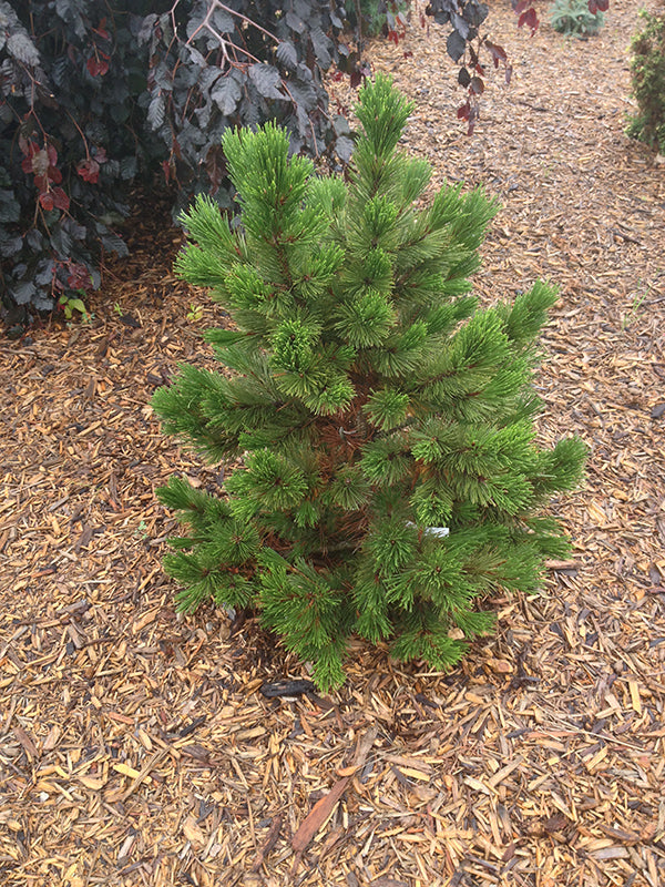 Pinus heldreichii 'Compact Gem' (Compact Gem Bosnian Pine) – Green ...