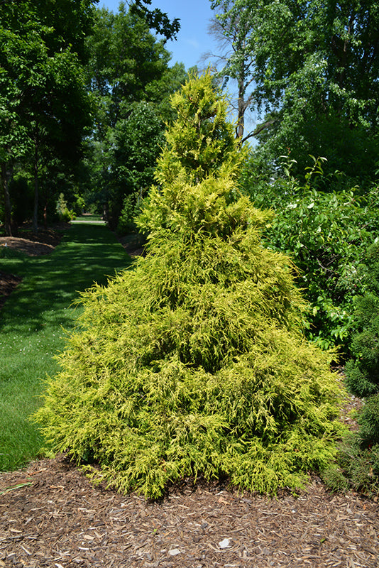 Chamaecyparis pisifera 'Golden Mop' (Falsecypress) – Green Thumb Nurseries