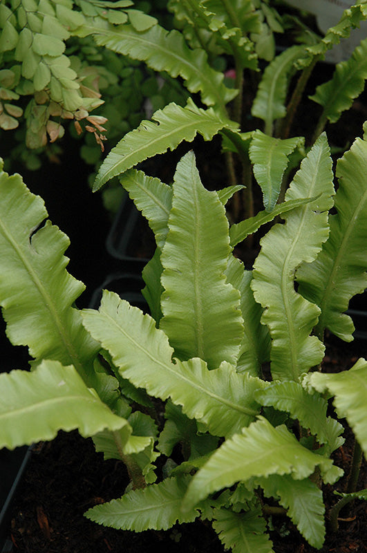 Phyllitis scolopendrium 'Cristata' (Crested Hart's Tongue Fern) – Green ...
