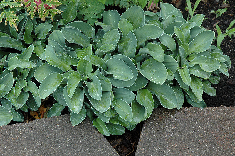 Hosta 'Blue Mouse Ears' – Green Thumb Nurseries