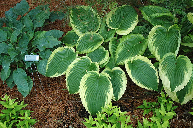 Hosta 'Bridal Falls' – Green Thumb Nurseries