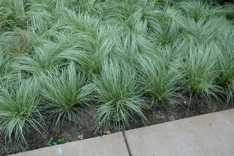 Carex comans 'Amazon Mist' (Sedge Grass) – Green Thumb Nurseries