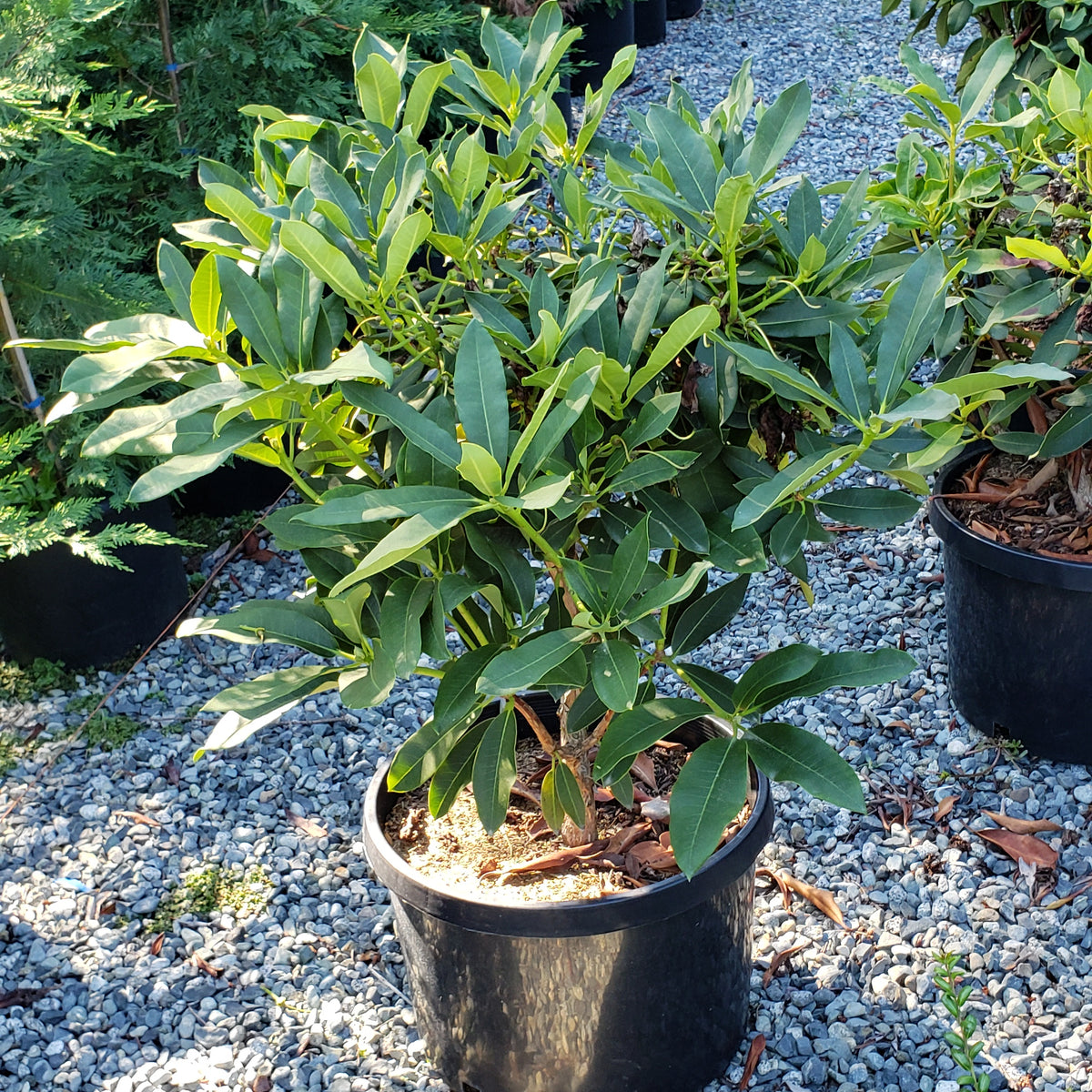 Rhododendron 'Cotton Candy' – Green Thumb Nurseries
