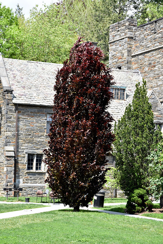 Fagus sylvatica 'Red Obelisk' (Beech) – Green Thumb Nurseries