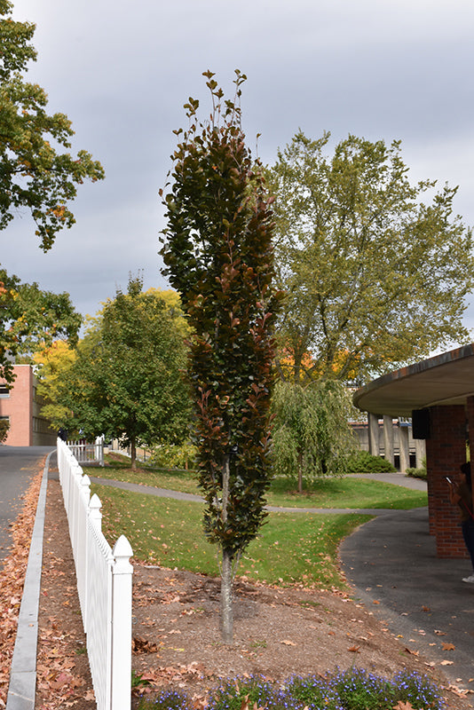 Fagus sylvatica 'Dawyck Purple' (Dawyck Purple Beech) – Green Thumb ...
