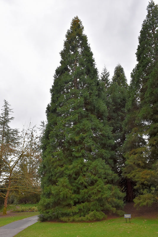 Sequoiadendron giganteum (Giant Sequoia) – Green Thumb Nurseries