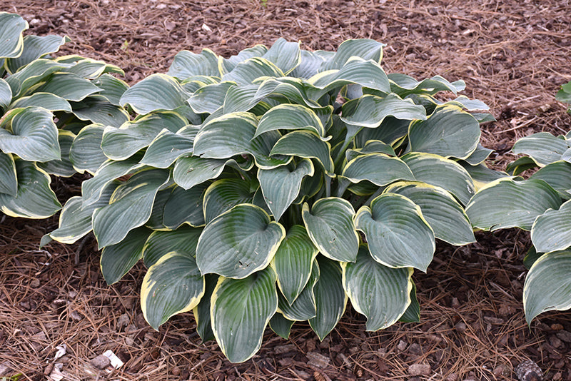 Hosta 'Regal Splendor' – Green Thumb Nurseries