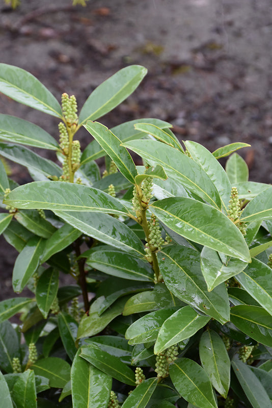 Prunus laurocerasus 'Reynvaanii' (Russian Laurel) – Green Thumb Nurseries
